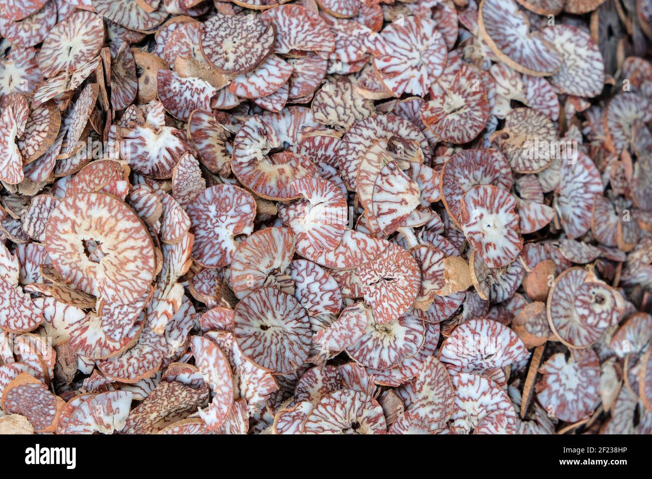 Areca nut is the seed of the areca palm hi-res stock photography and ...