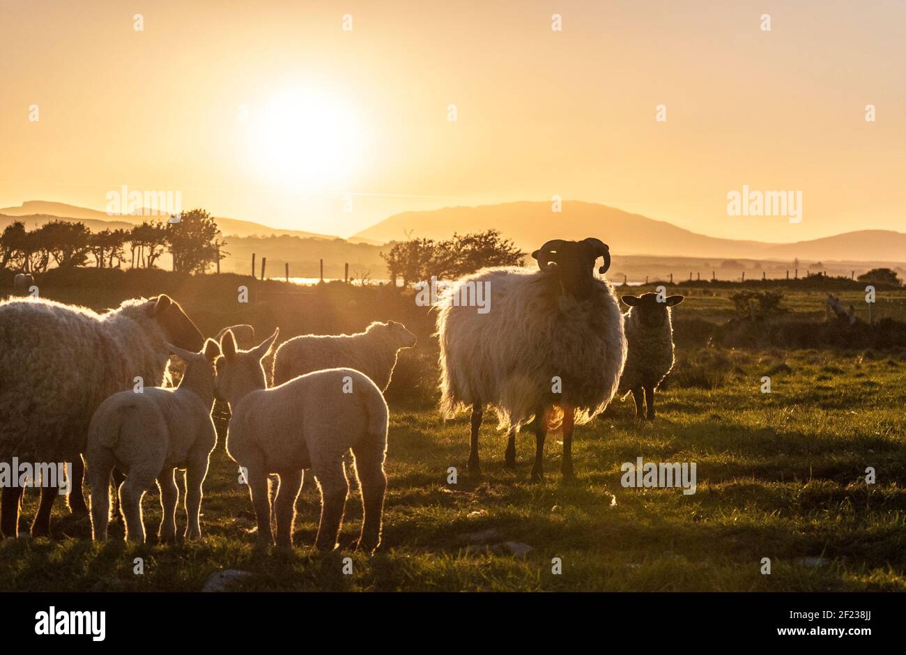 Sheep Farm Farming Farms County Donegal Irish Ireland Landscape High ...