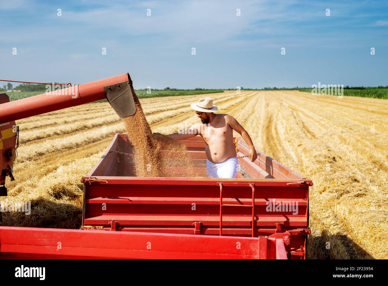 Shirtless farmer guy working with combine harvester in the red trailer ...