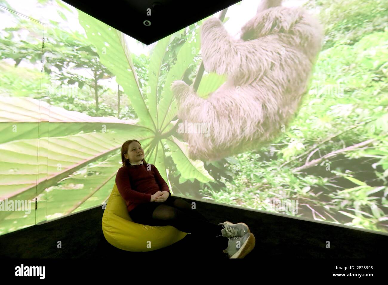 Emilia Kubinska from Carbrain Primary School views footage of a sloth ...