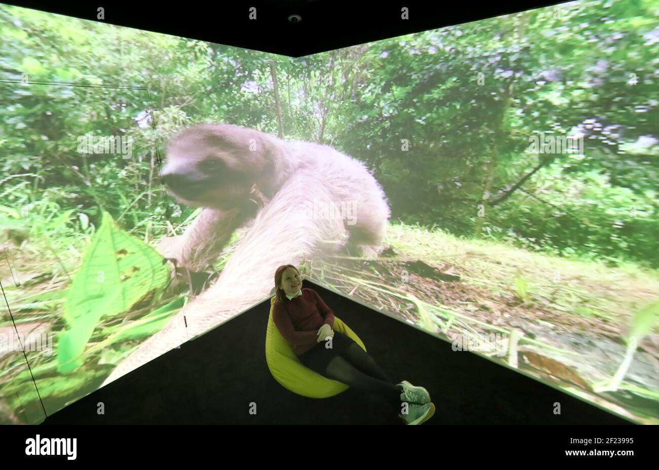 Emilia Kubinska from Carbrain Primary School views footage of a sloth ...