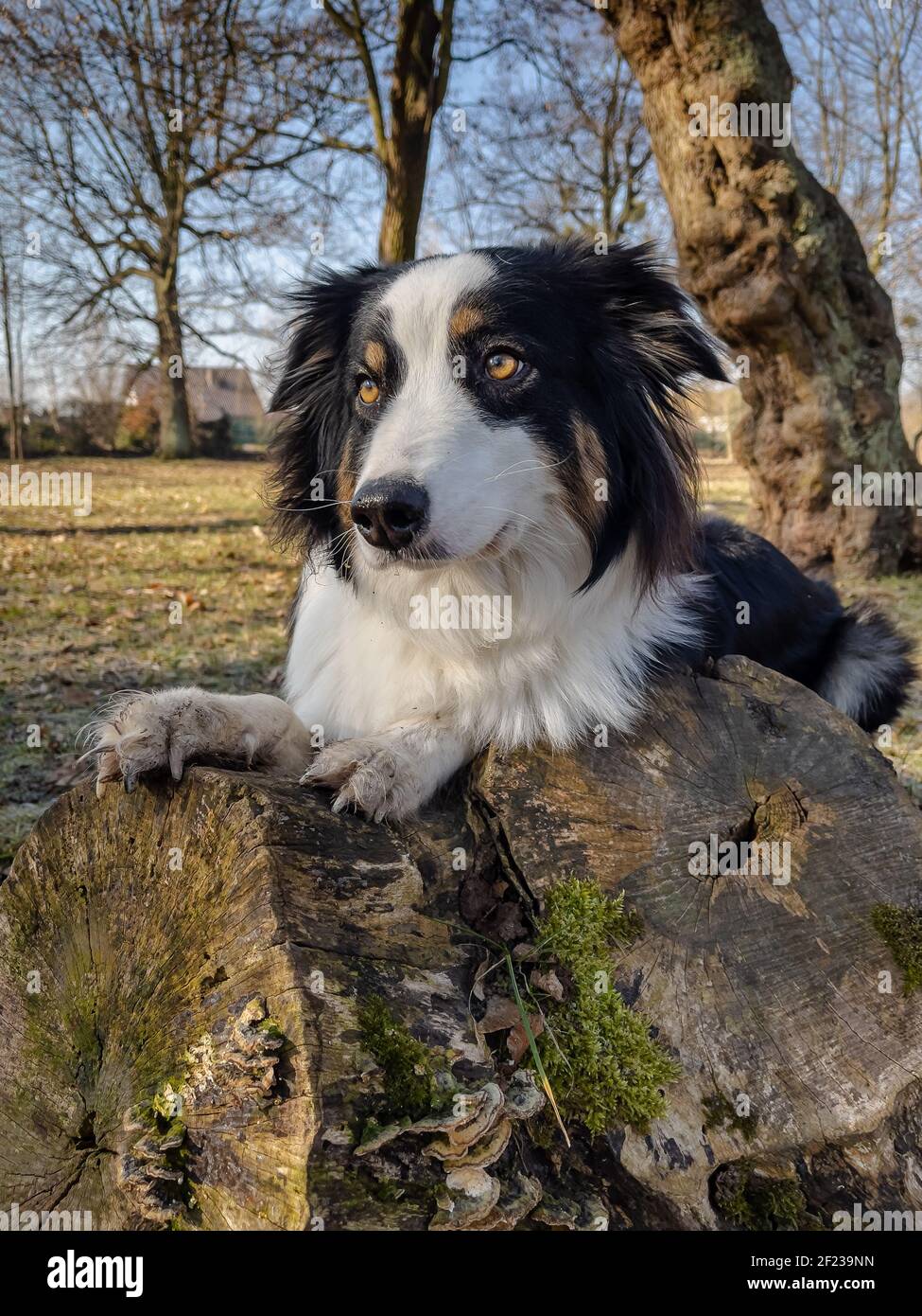 Australian Shepherd Dog playing at spring park. Happy Aussie walks at ...