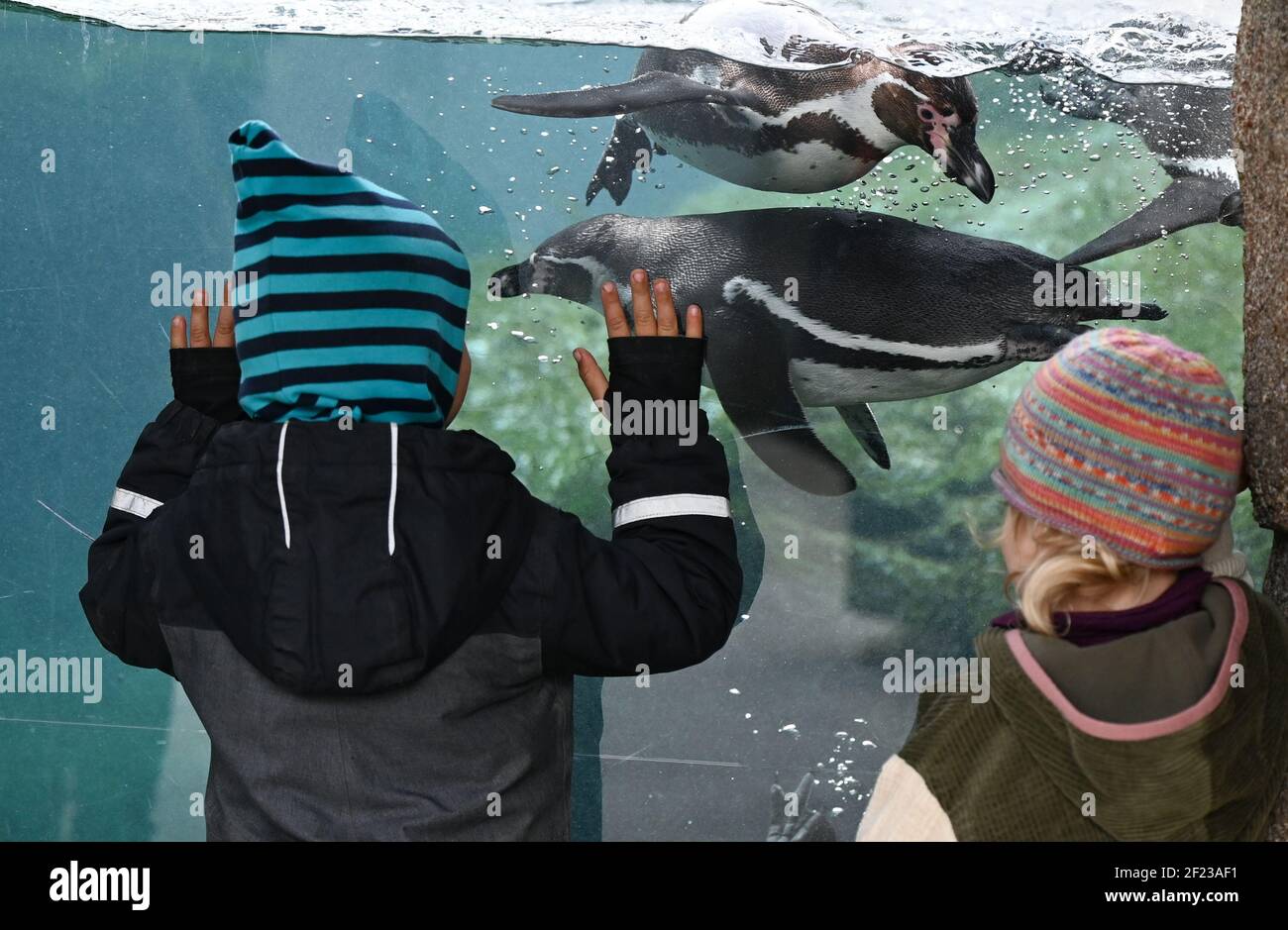 Two glass penguins hi-res stock photography and images - Alamy