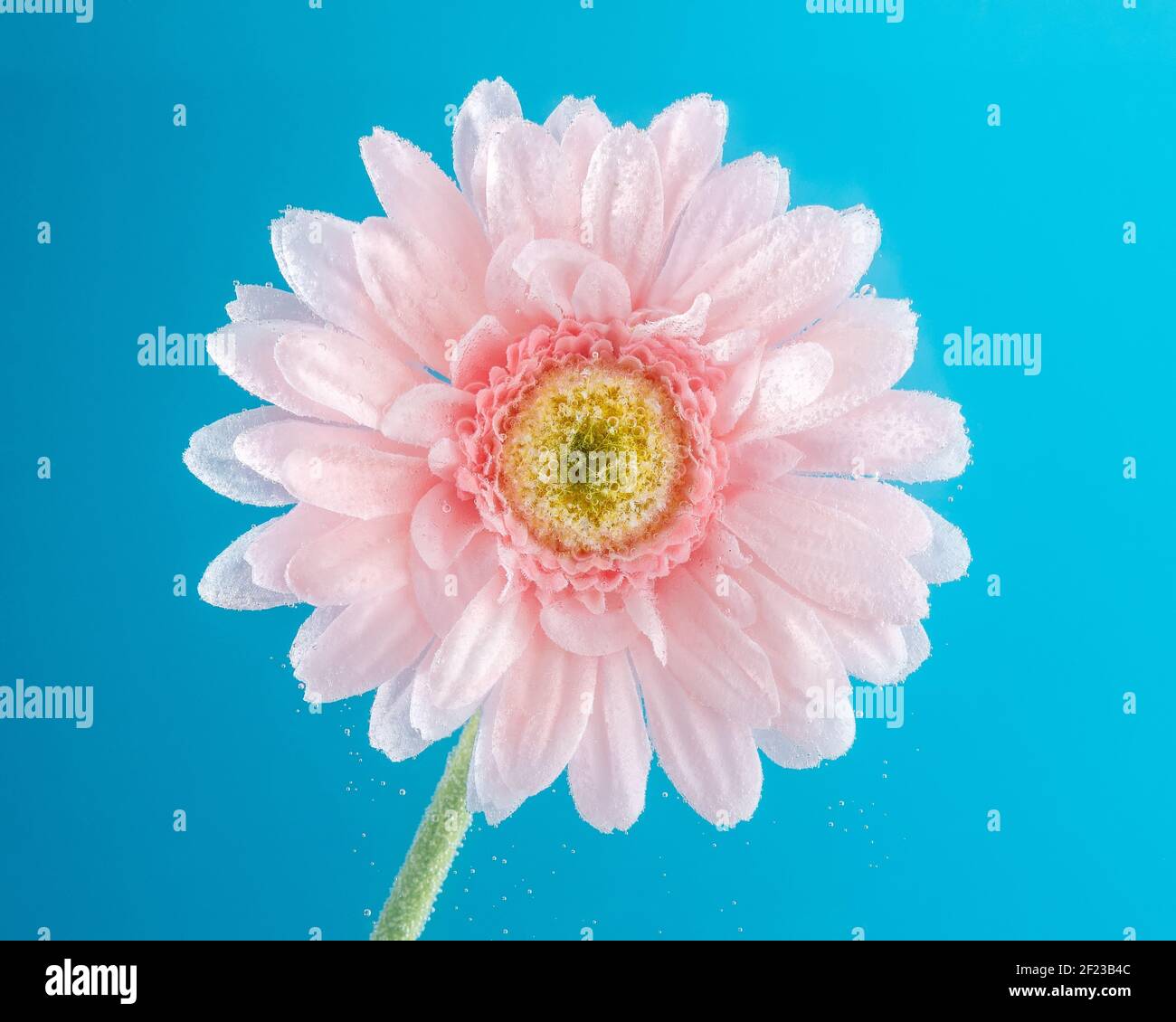 View of a daisy flower in soda water with bubbles. Summer concept Stock ...