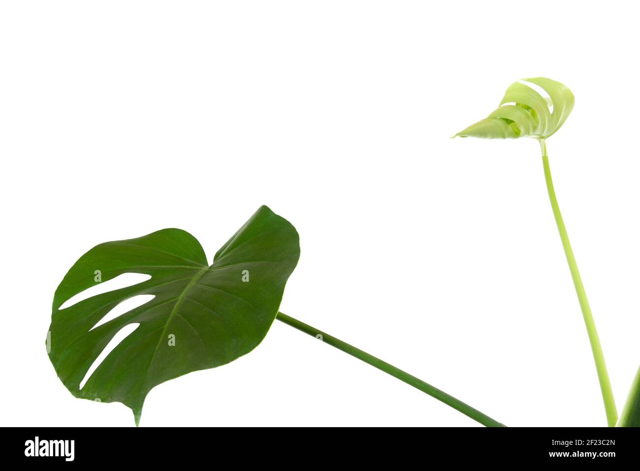 a green leaf and a young sprout of a tropical monstera plant isolated ...