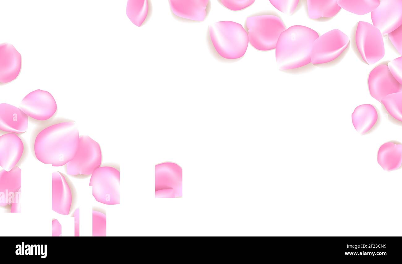 Pink rose petals isolated on white background with sample text vector ...