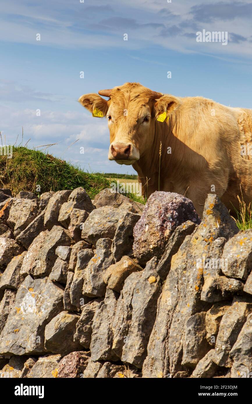 stone wall cow Stock Photo - Alamy