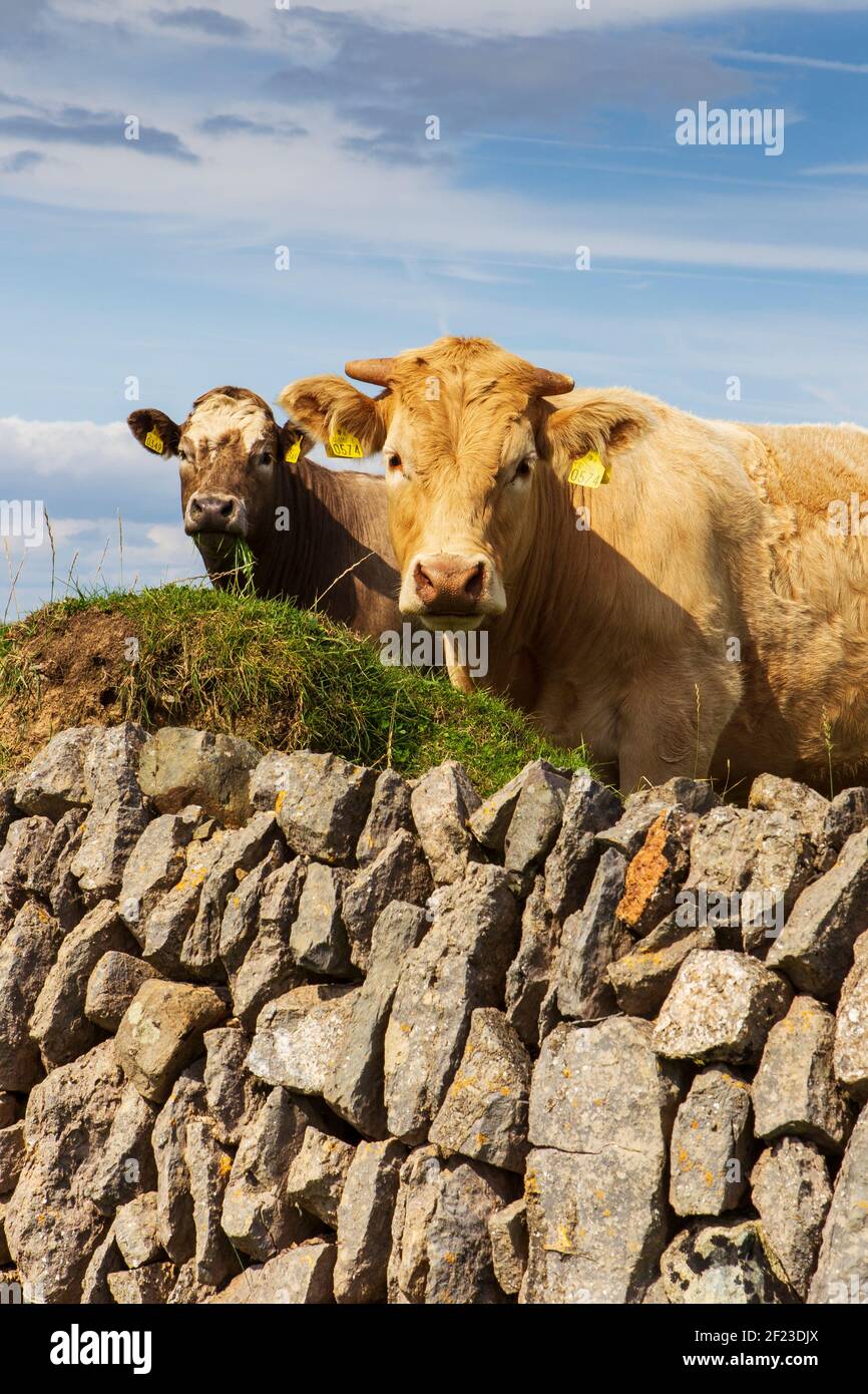 stone wall cows Stock Photo - Alamy