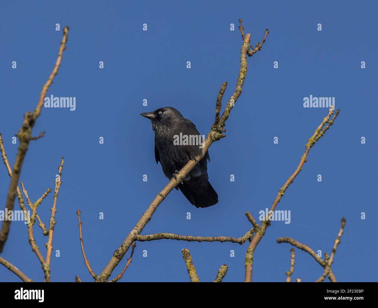 Gavin crow hi-res stock photography and images - Alamy