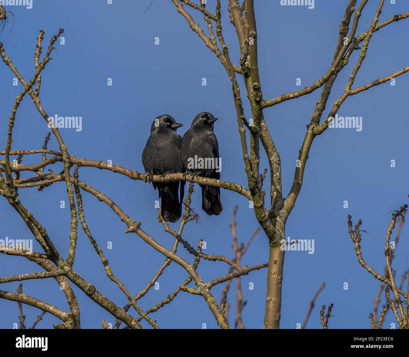 Gavin crow hi-res stock photography and images - Alamy