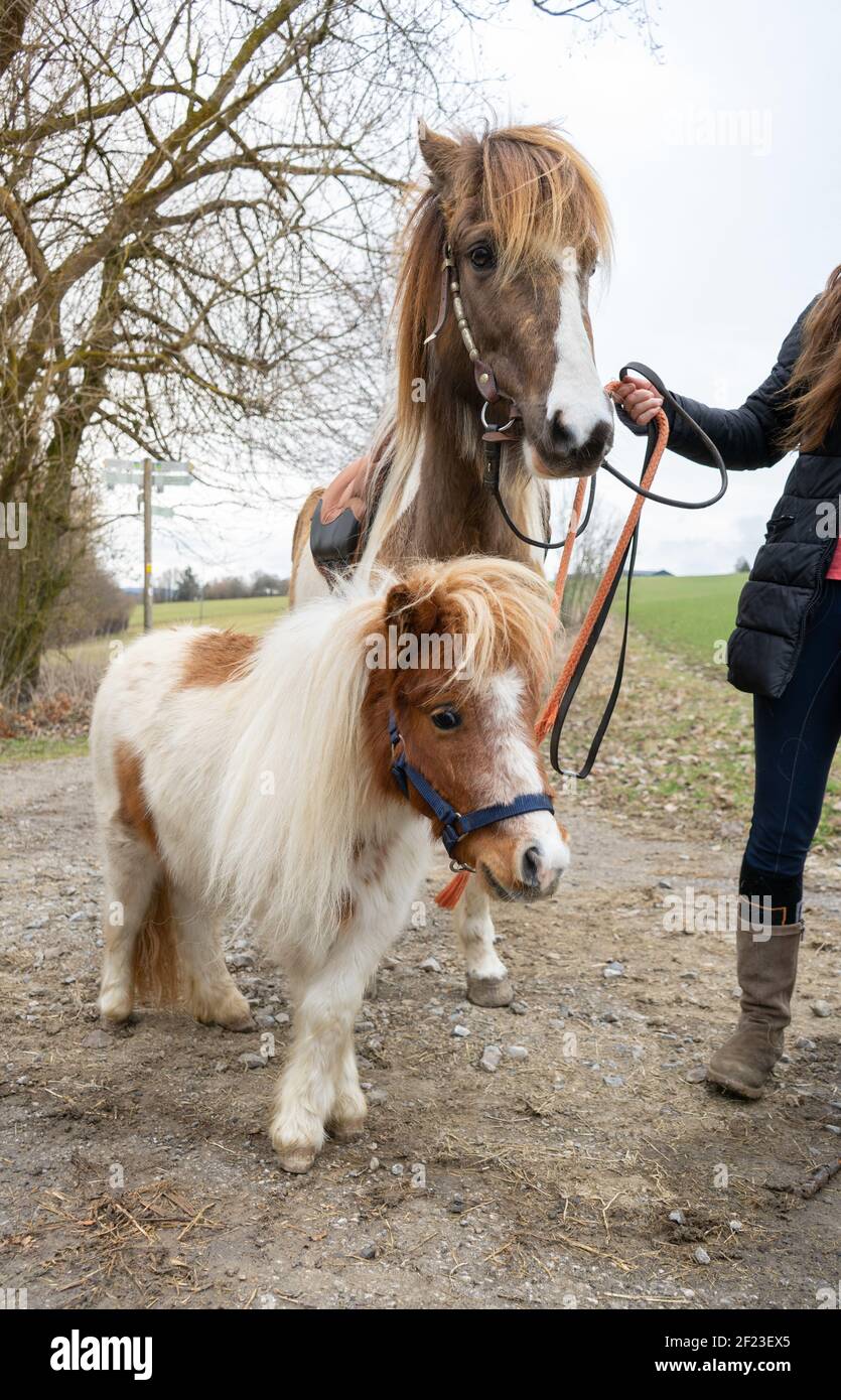 Small brown pony standing behind hi-res stock photography and images ...