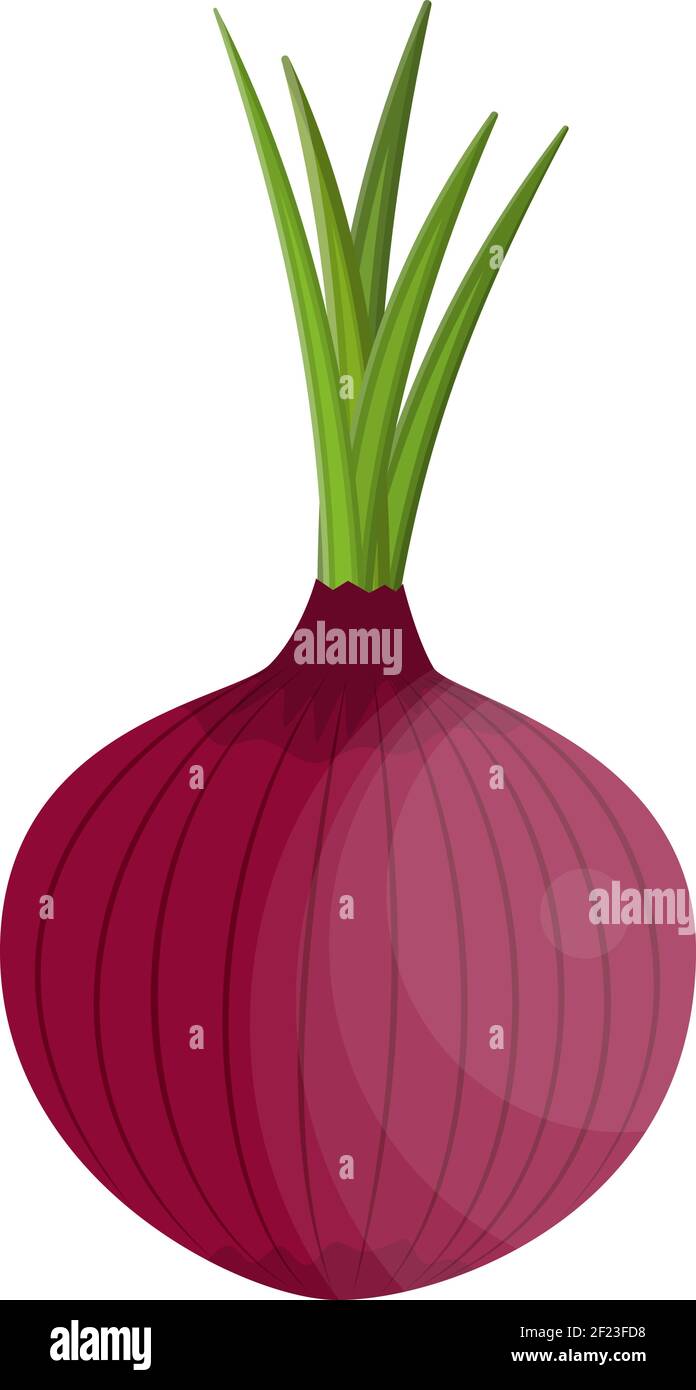 Onion whole cut organic Stock Vector Images - Alamy