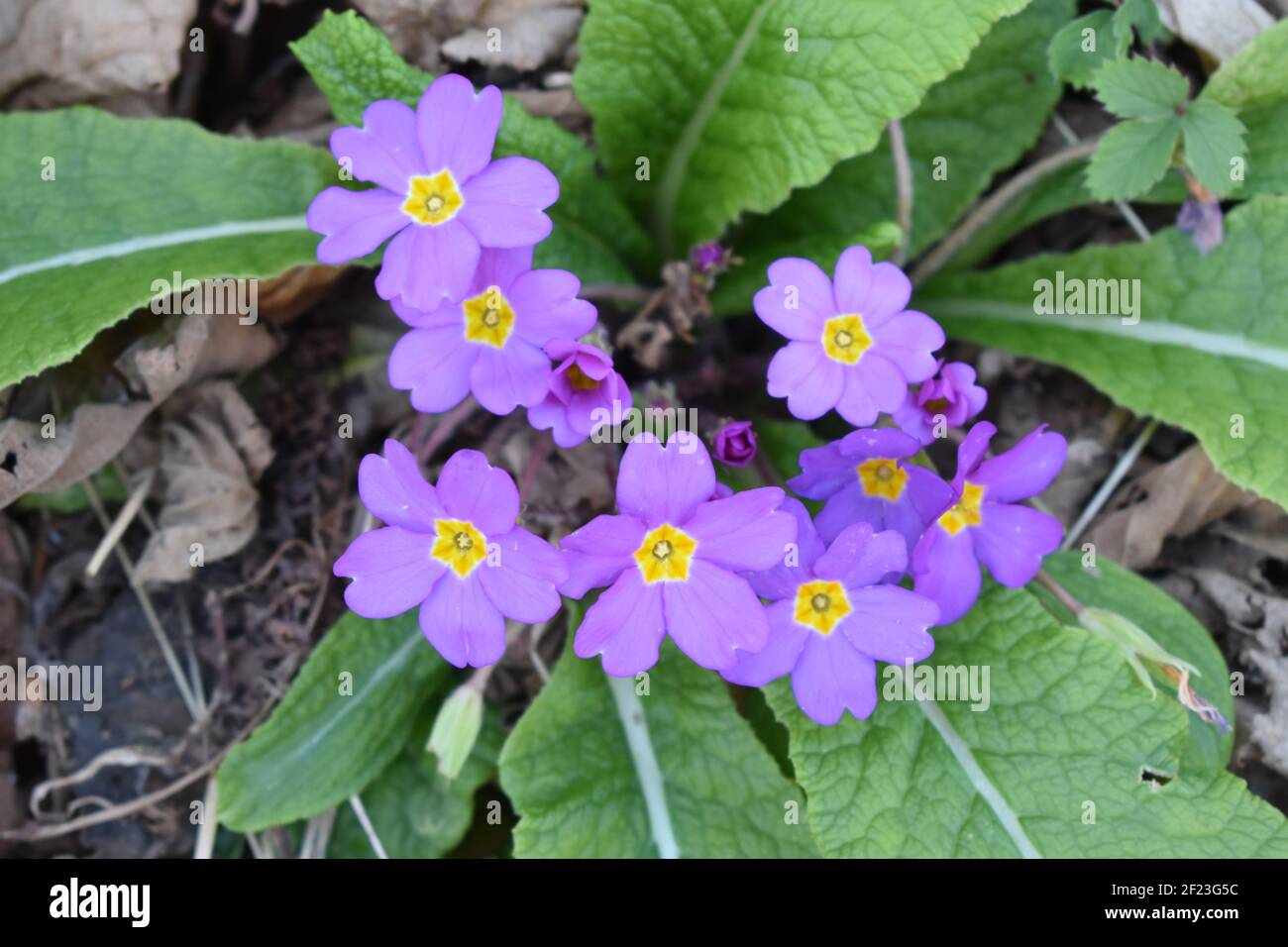 A top view of wonderful primrose flowers with leaves growing in nature ...