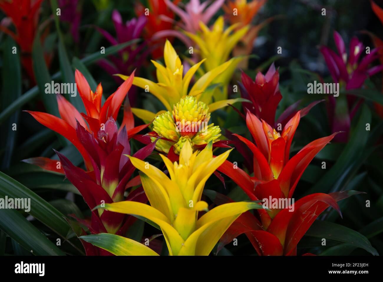 A closeup shot of beautiful colorful bromeliad flowers in a garden ...