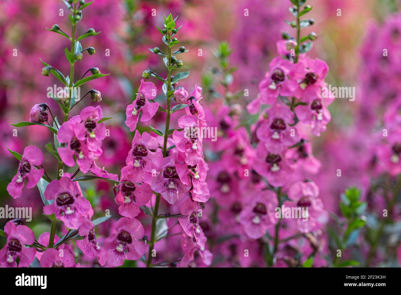 Beautiful angelonia flowers blooming in garden at spring day Stock ...
