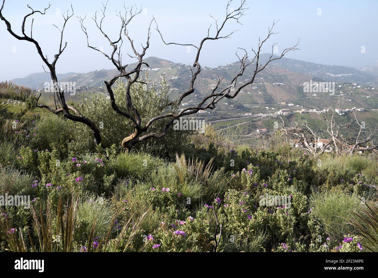 Wild flowers and herbs on a hillside, with farms on a hillside beyond ...
