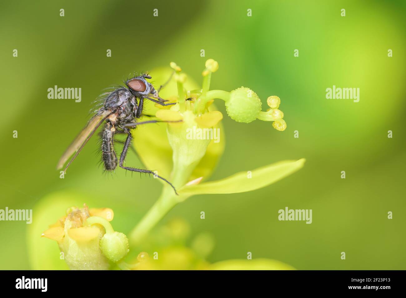 Delia Radicum - The Cabbage Root Fly Resting On Marsh Spurge ...