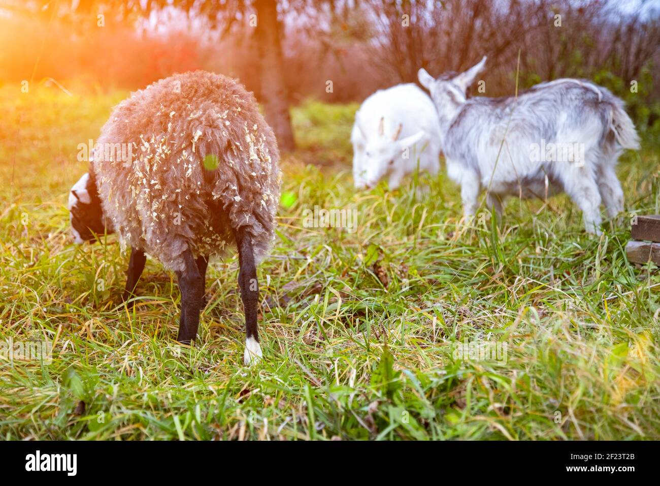 Black sheep in swiss hi-res stock photography and images - Alamy