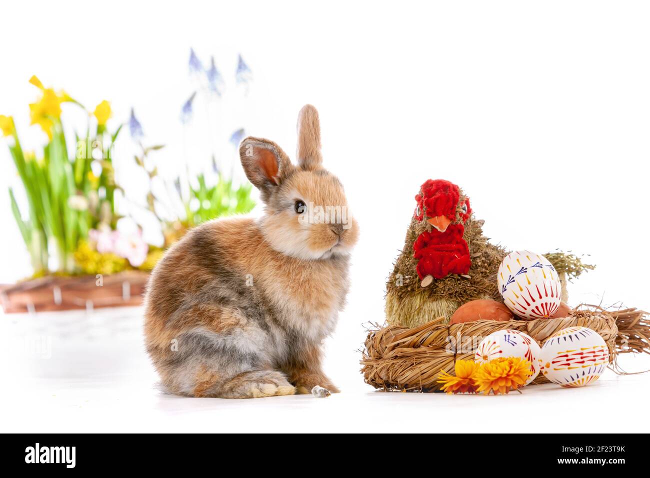 Cute dwarf rabbit with Easter motif on a white background Stock Photo ...