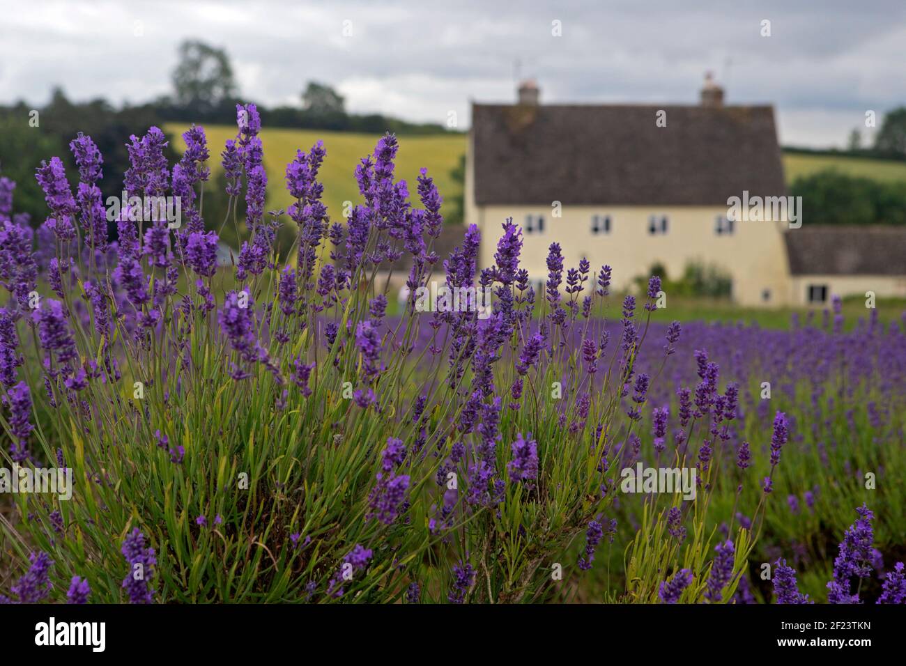 Lavender fields in the Cotswolds, UK Stock Photo - Alamy