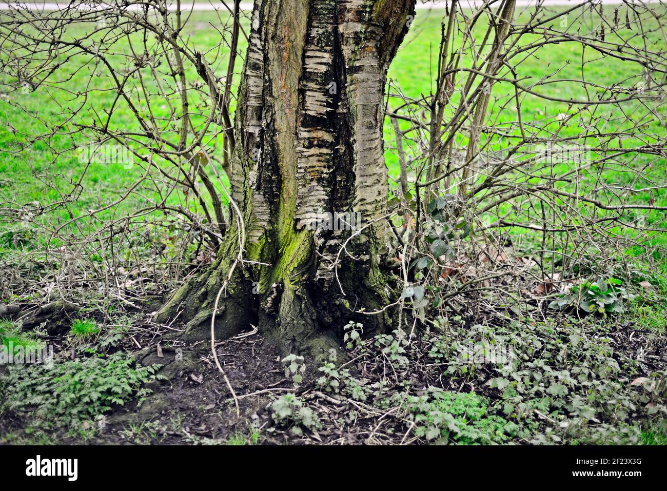 Tree trunk with roots Stock Photo - Alamy