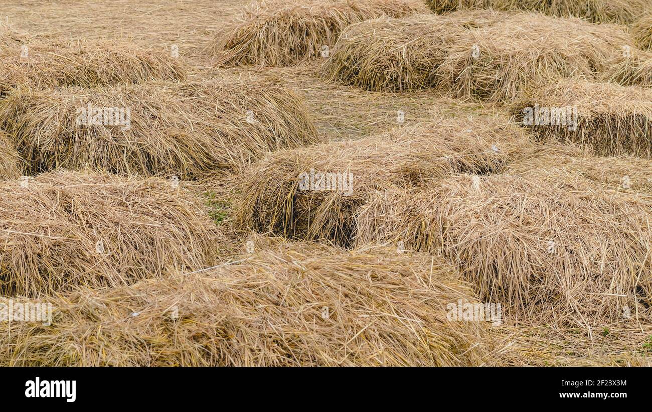 Seats and tables made from straw bales for event and party laid on lawn ...