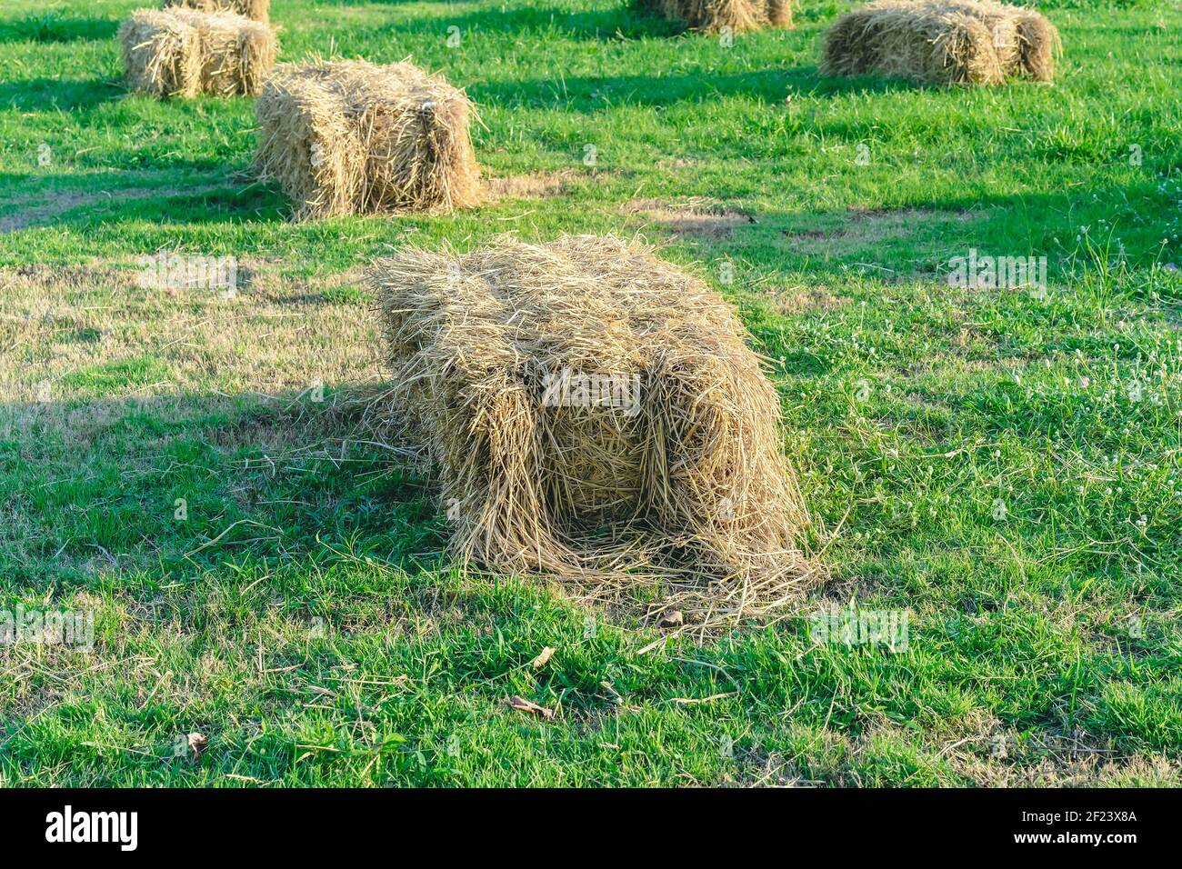 Seats and tables made from straw bales for event and party laid on lawn ...