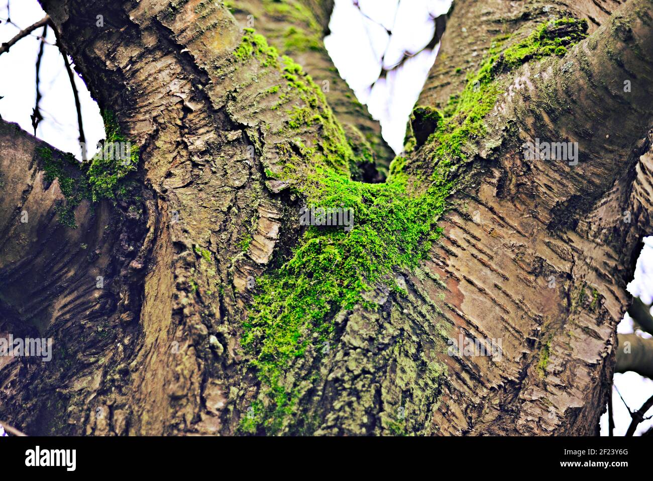 Closeup close up tree branches hi-res stock photography and images - Alamy