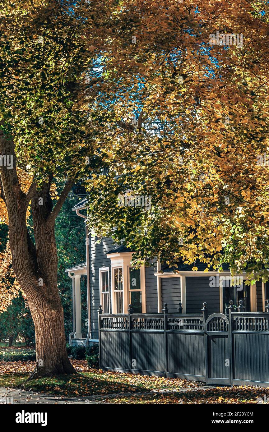 Big old maple tree in front of a traditional country house with a ...