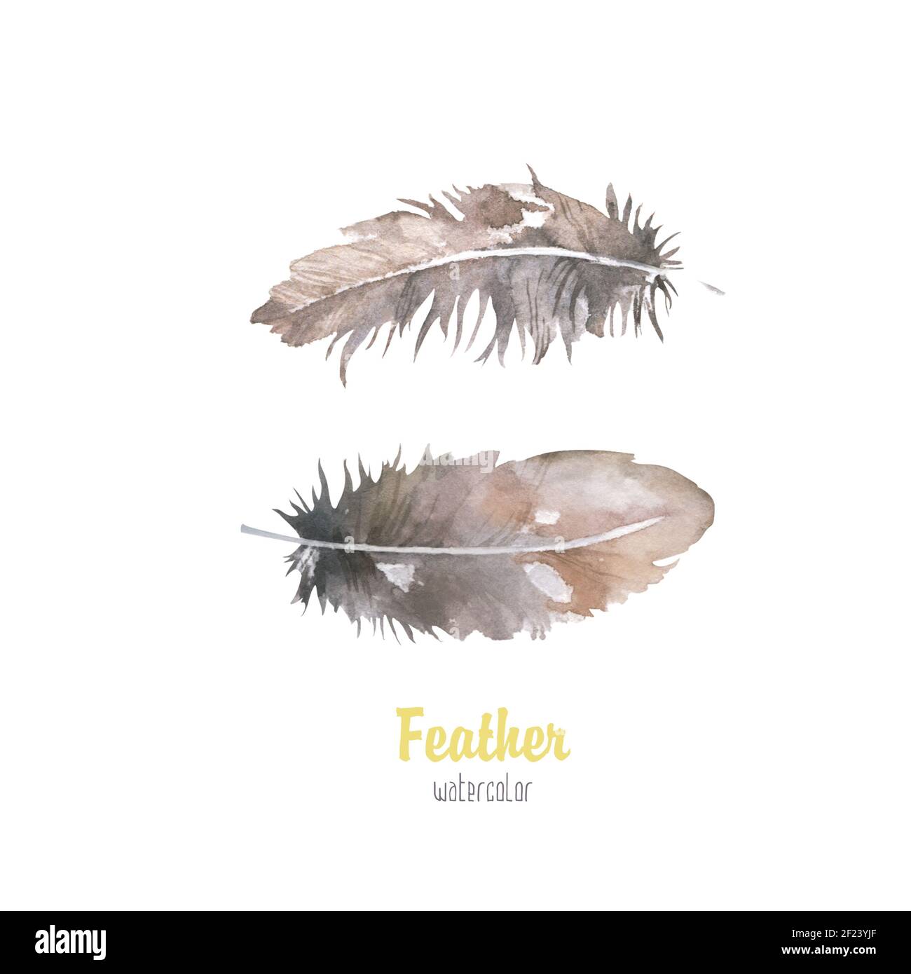 Watercolor bird feather from wing isolated. Aquarelle feather for ...