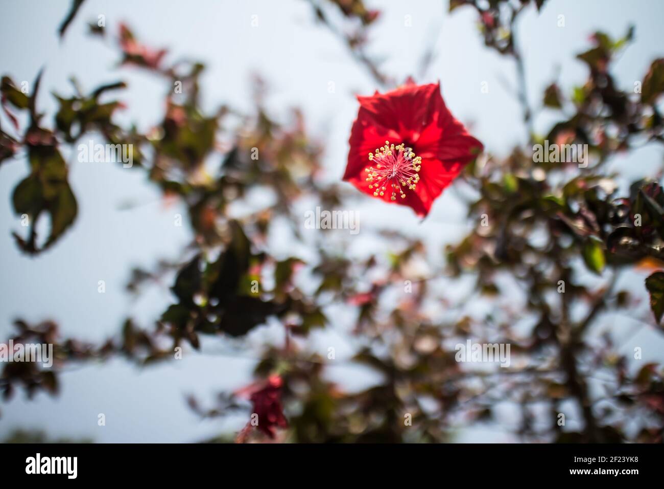 Close up Pollen of red Hibiscus rosa-sinensis or Cooperi with green ...