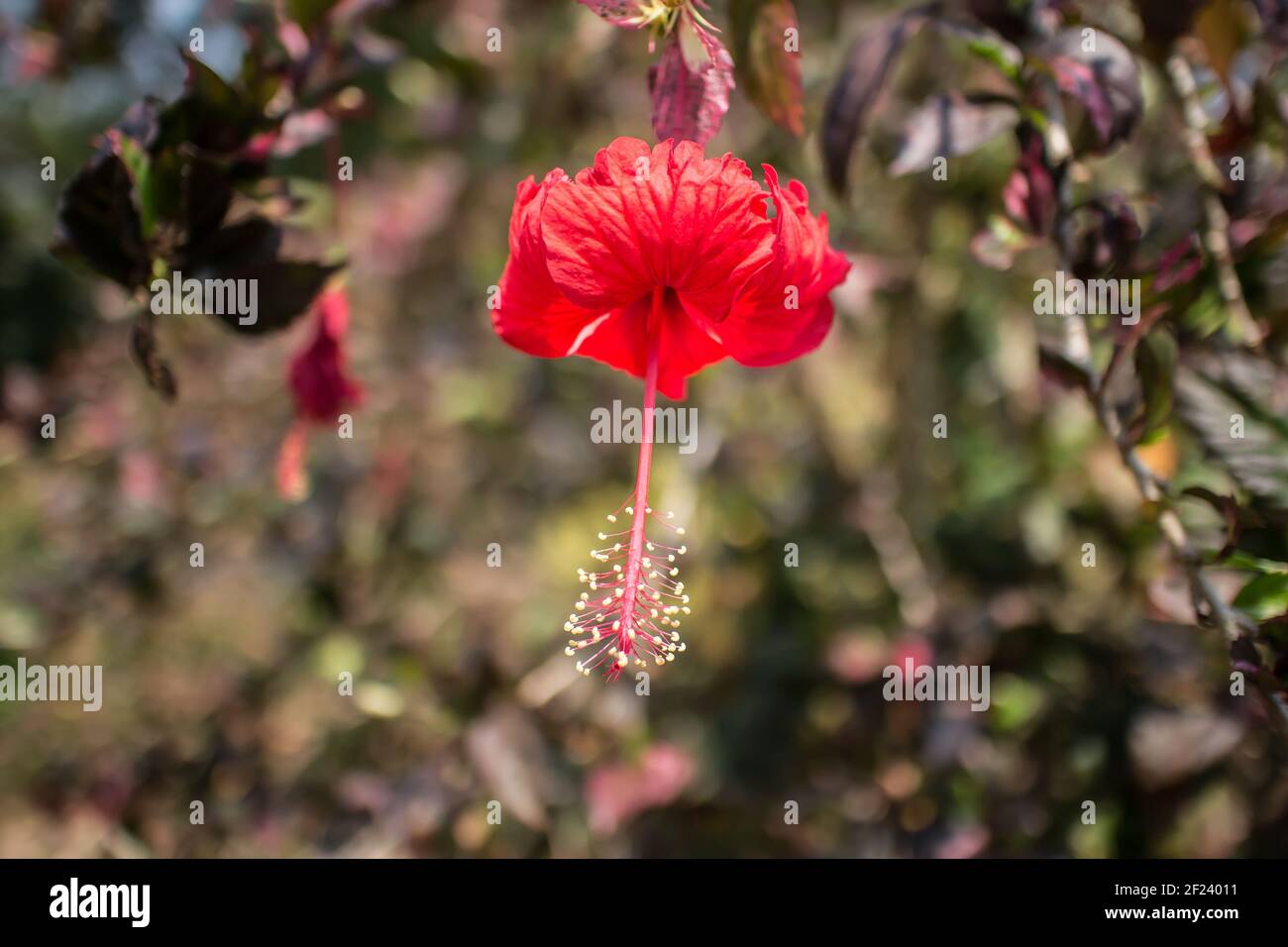 Close up Pollen of red Hibiscus rosa-sinensis or Cooperi with green ...