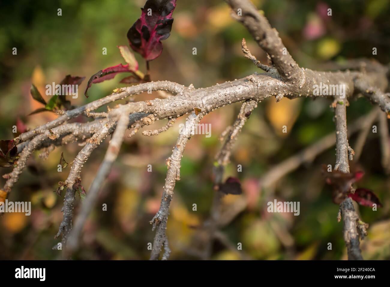 Close up Twigs of red Hibiscus rosa-sinensis or Cooperi with green leaf ...