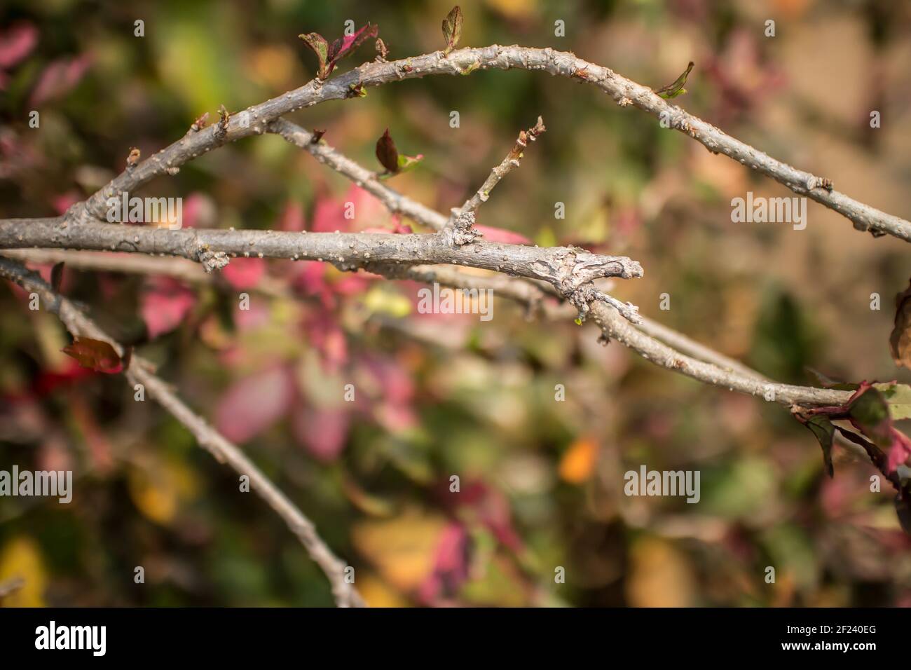 Close up Twigs of red Hibiscus rosa-sinensis or Cooperi with green leaf ...