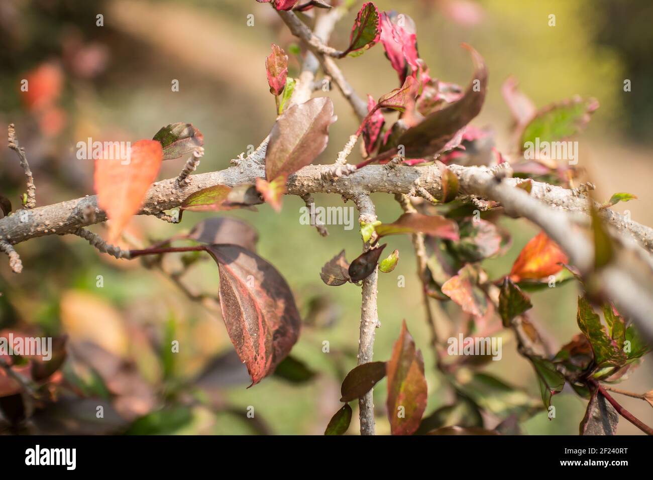 Close up Twigs of red Hibiscus rosa-sinensis or Cooperi with green leaf ...