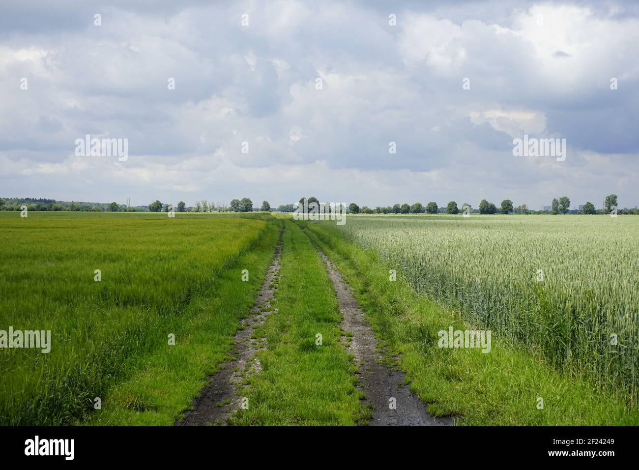 A natural view of greenery road in the countryside under a gloomy sky ...