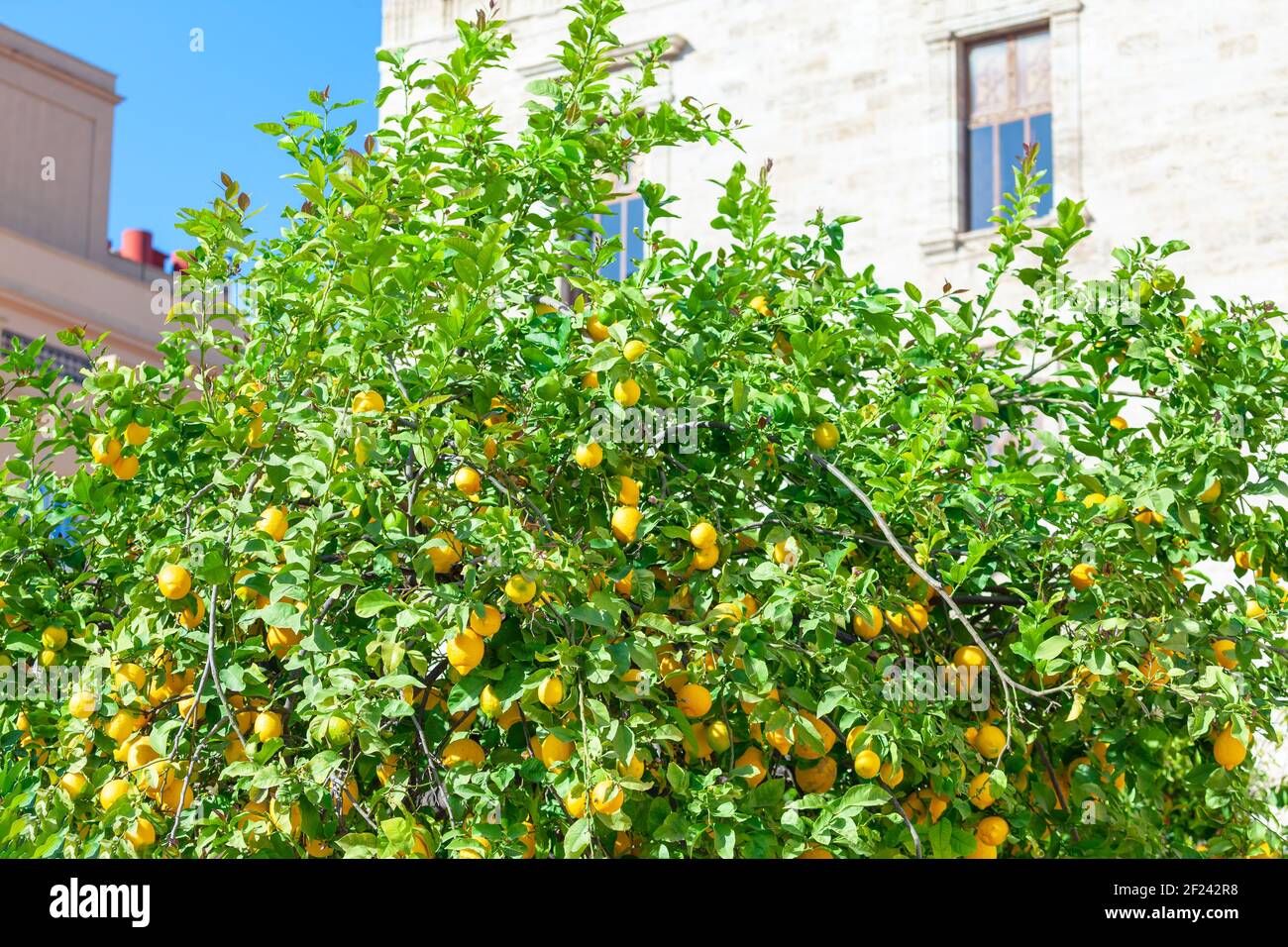 Backyard Garden with Lemon Trees . Citrus fruits on the branches Stock ...
