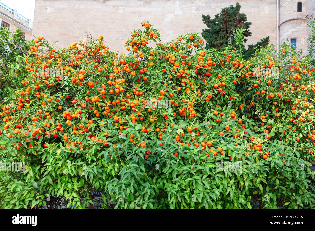 Backyard Garden with Orange Trees Stock Photo - Alamy