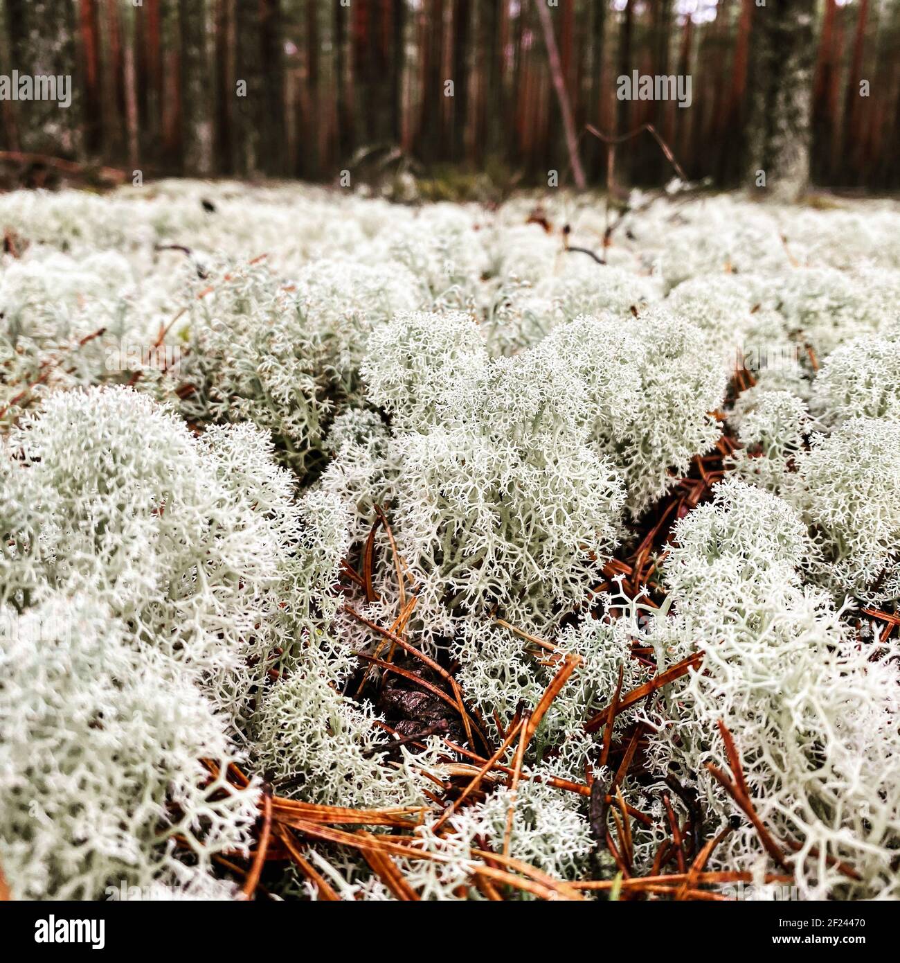 Moss wallpaper hi-res stock photography and images - Alamy