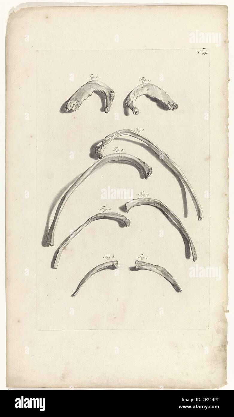 Anatomical study of the ribs. At the top right numbered T. 94 Stock ...