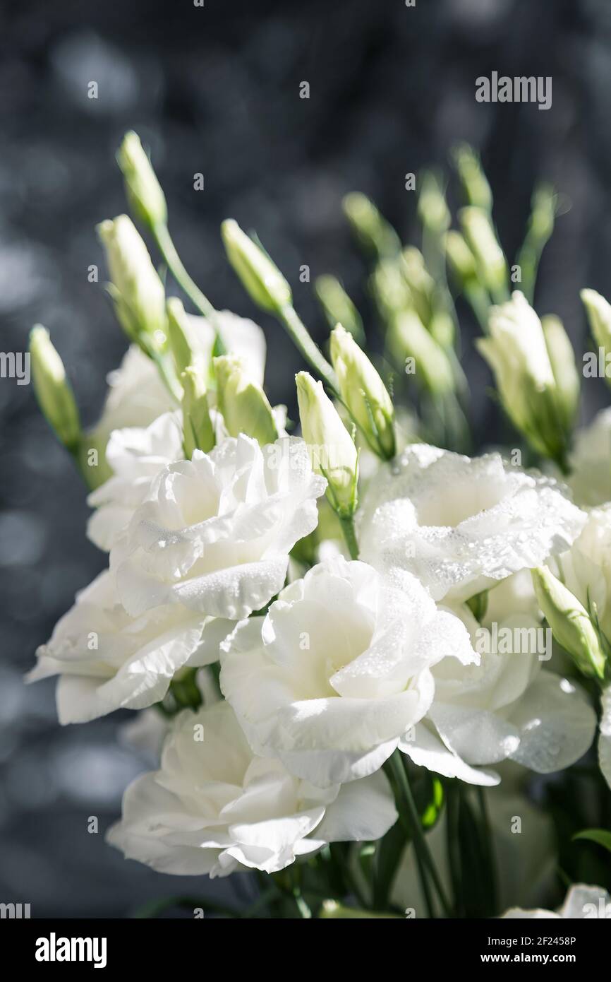 Close up of a bouquet of fresh white eustoma on a blur grey background ...