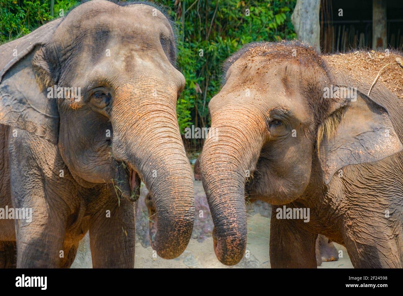 Singapore zoo elephants hi-res stock photography and images - Alamy