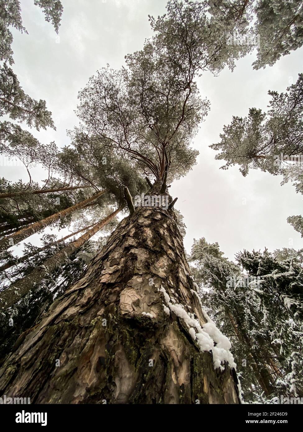 Ascension in the forest - the nature of brown tree branches is abstract ...