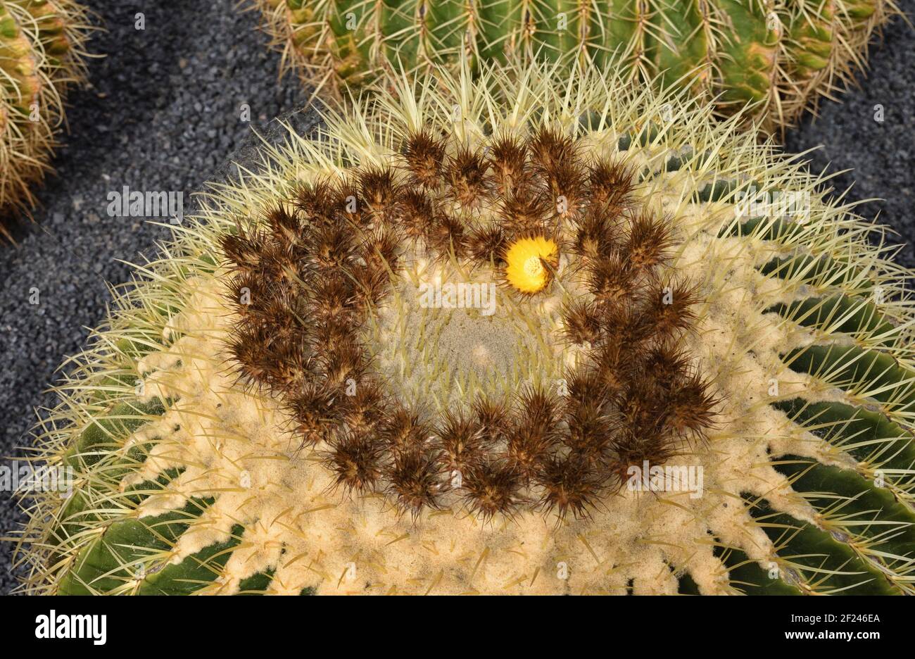 Biznaga dulce hi-res stock photography and images - Alamy