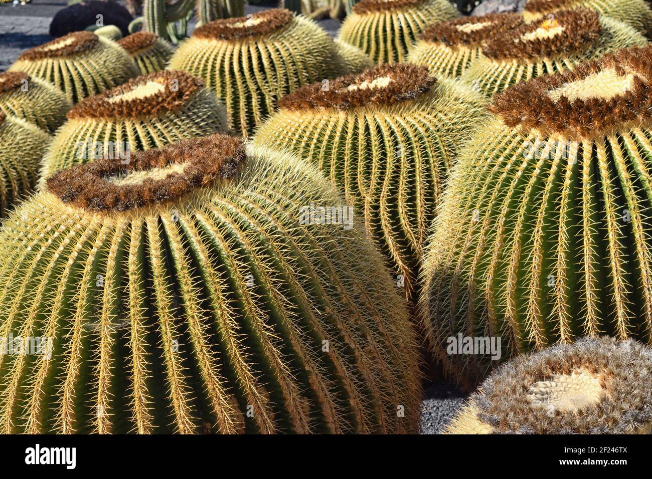 Giant viznaga hi-res stock photography and images - Alamy