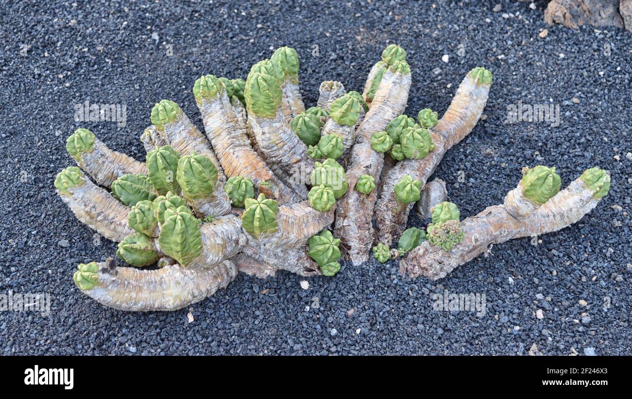 A clustering cactus branching profusely from the base with almost ...