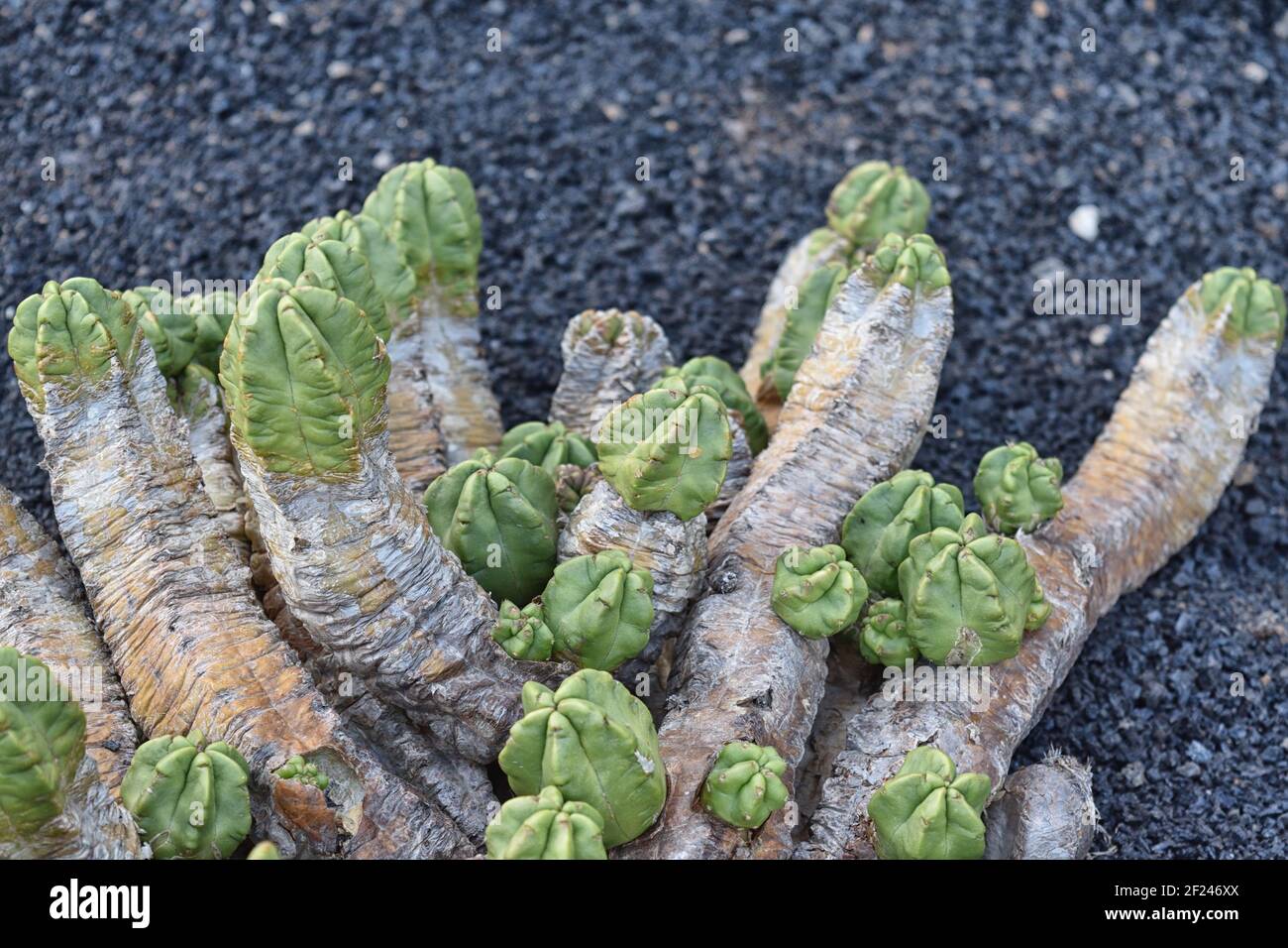 A clustering cactus branching profusely from the base with almost ...