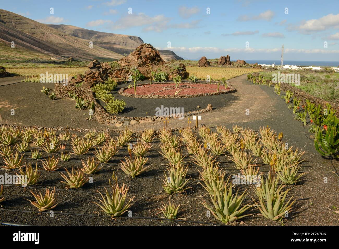 Aloe Vera farm at Orzola on Lanzarote in Canary islands, Spain Stock ...