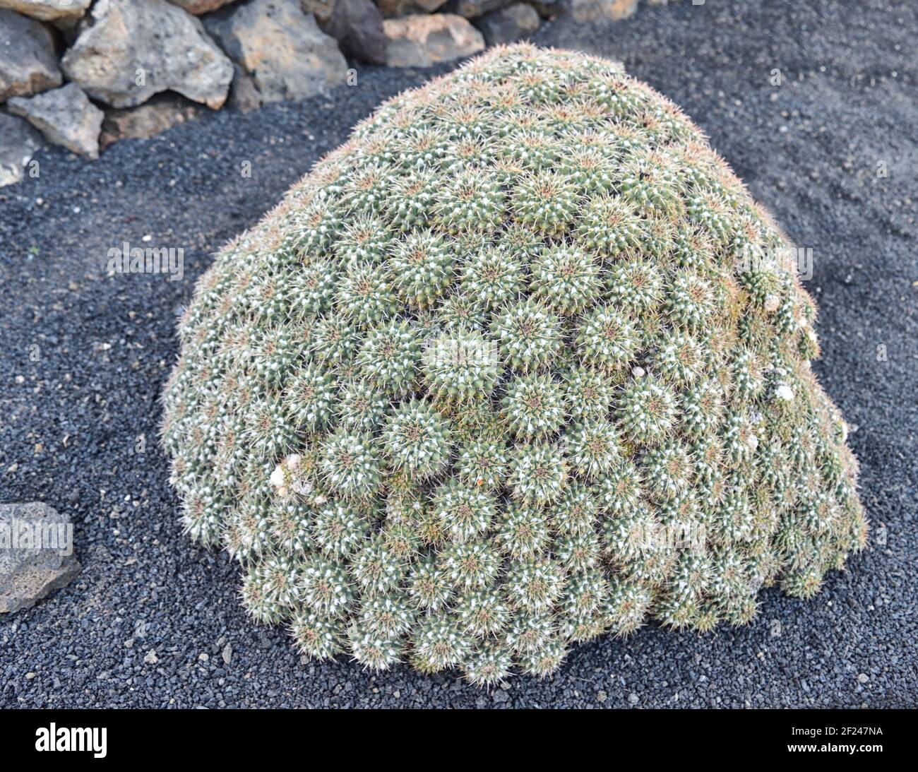 A clumping globular cactus, forming a mound up to 1 metre wide Its ...