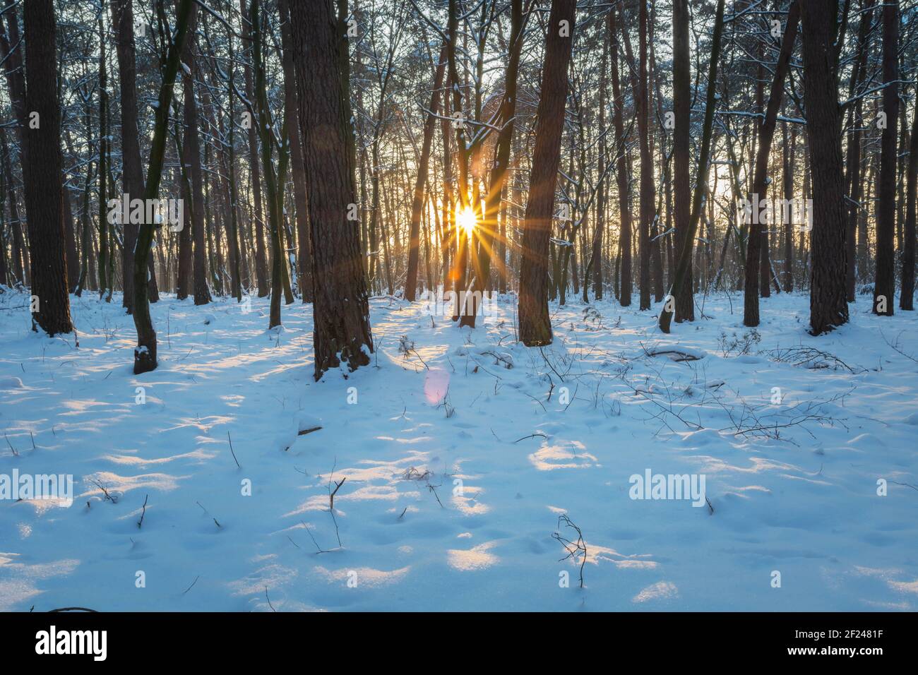 Winter trees in park real hi-res stock photography and images - Alamy